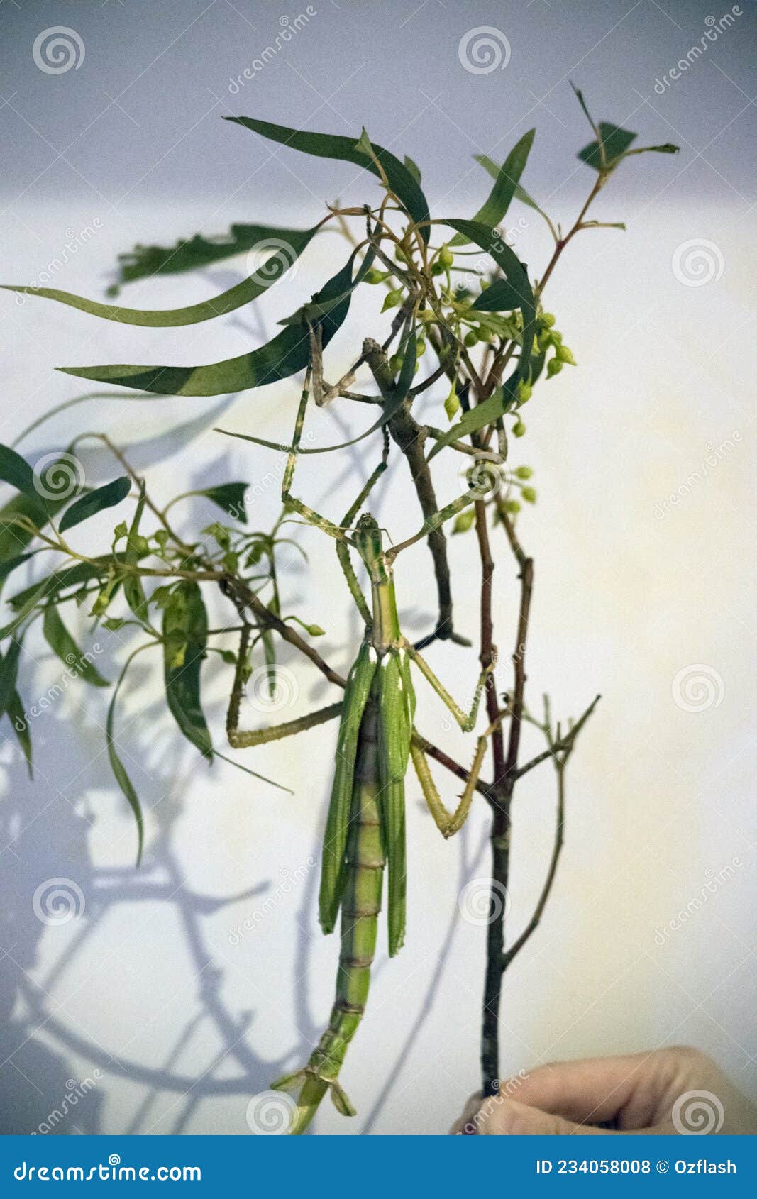 The Goliath Stick Insect Blends in with Its Back Ground Stock Photo ...