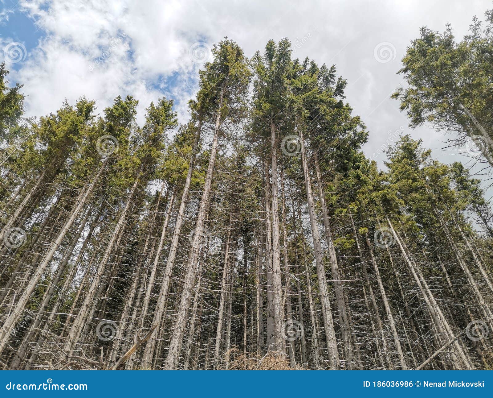 Bald Forest stock photo. Image of sunlight, nature, leaf - 186036986