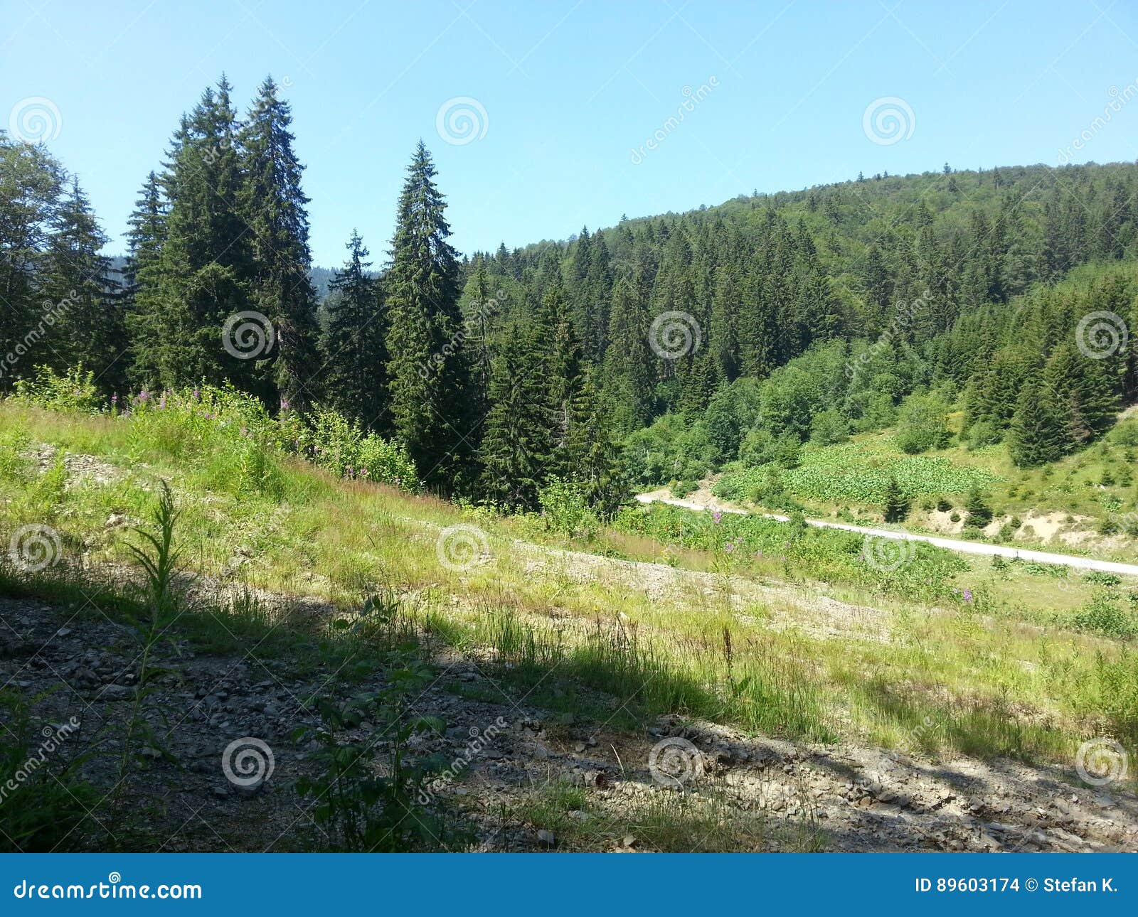 Golija, Serbien stockfoto. Bild von böschung, landschaft - 89603174