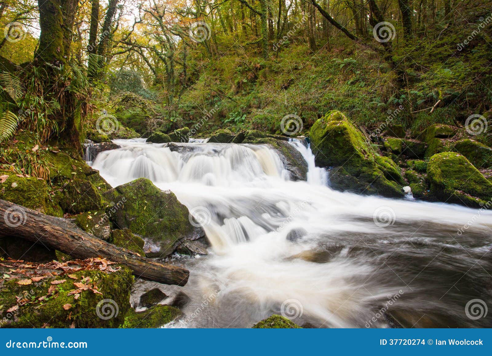 Golitha Falls Cornwall England Stock Photo - Image of british ...