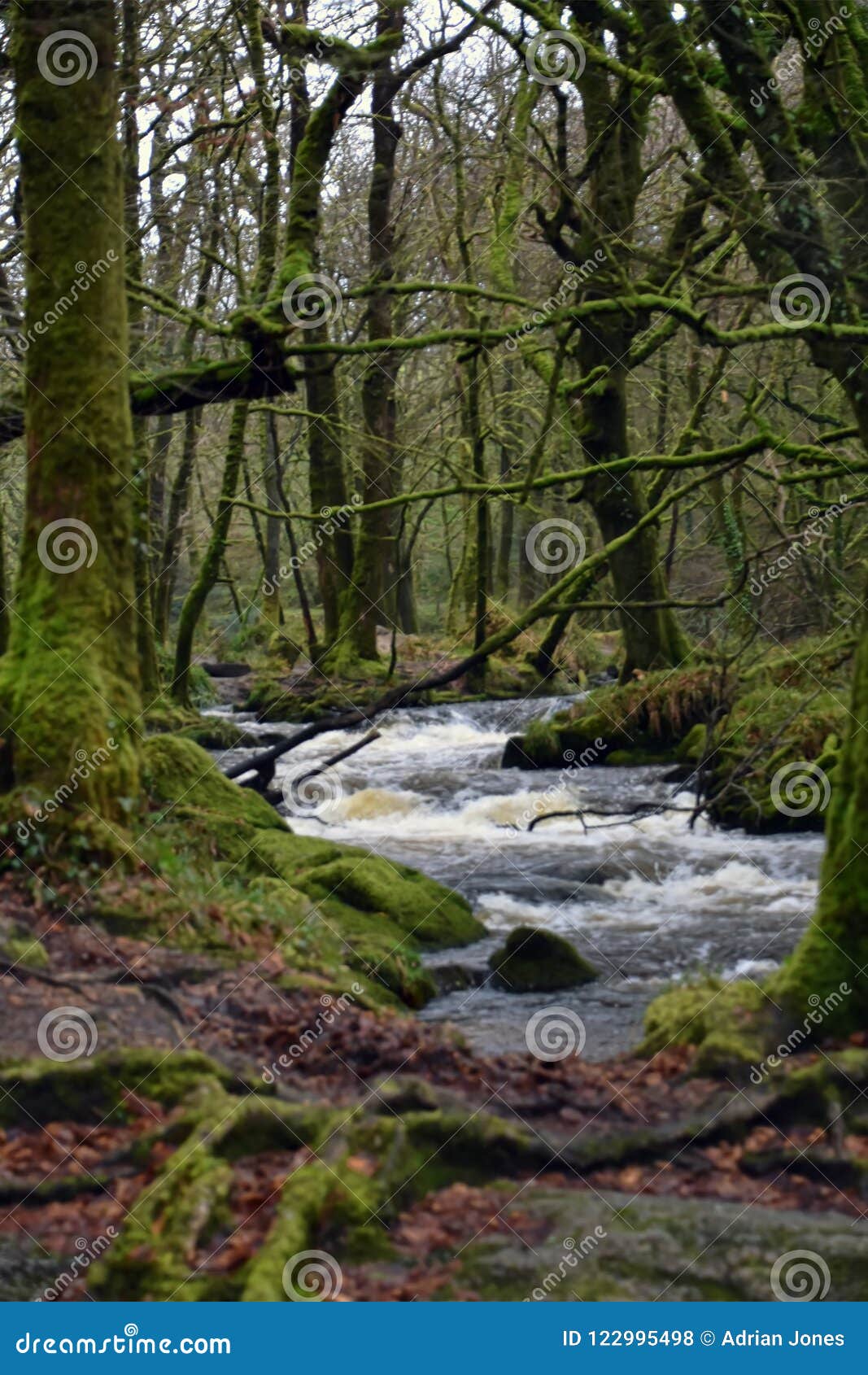 Golitha Falls in Cornwall, England Stock Photo - Image of standing ...