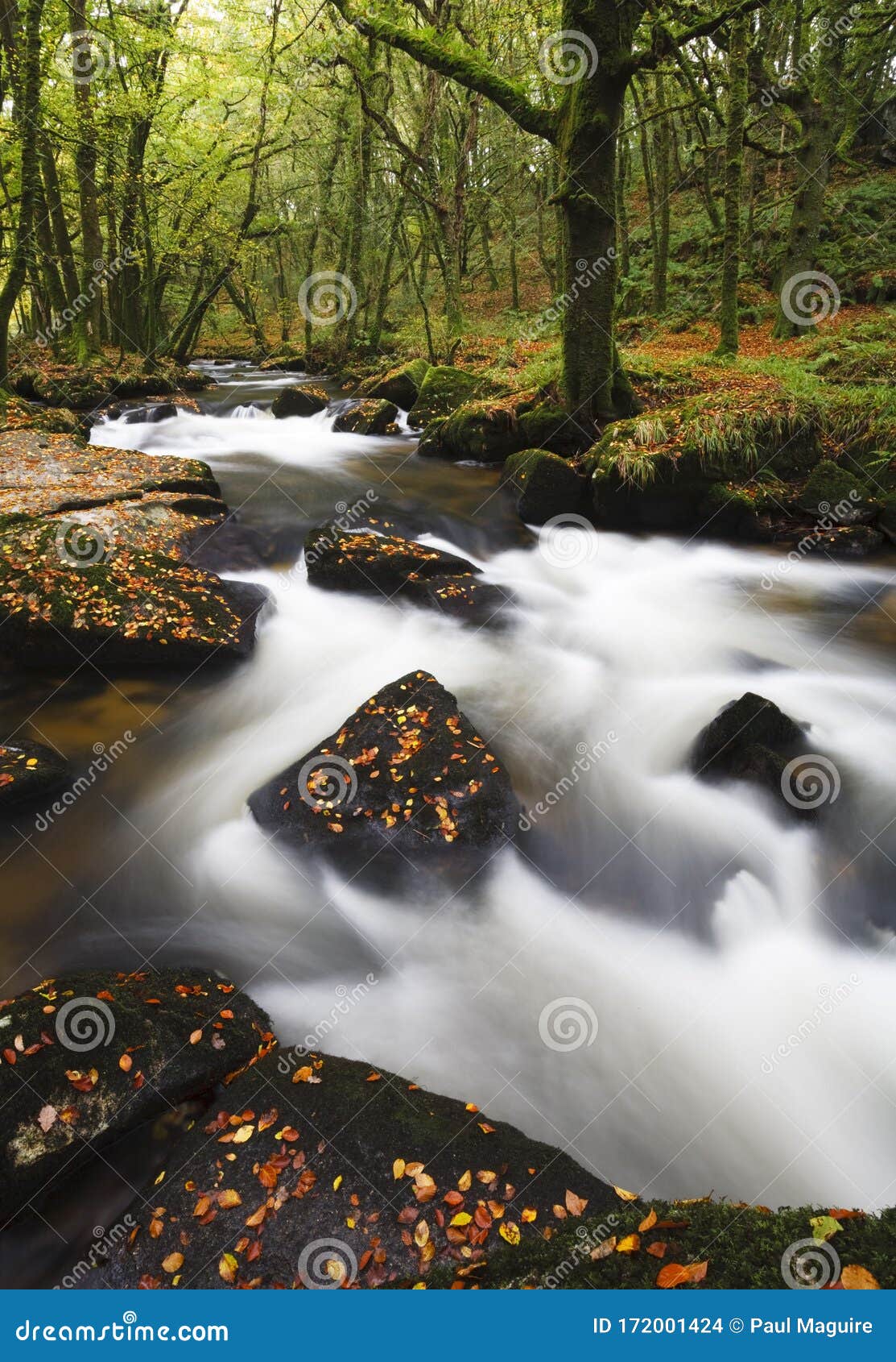 Golitha Falls Waterfall in Cornwall Stock Photo - Image of pretty, moor ...