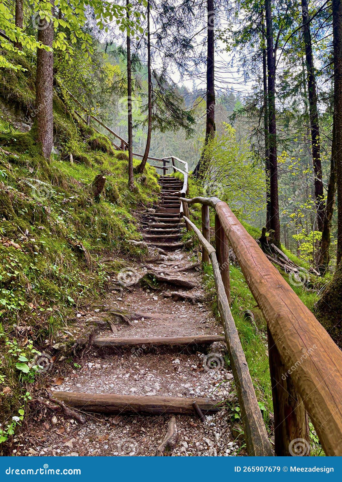 Golling Waterfall Road, Austria Stock Image - Image of forest, plant ...