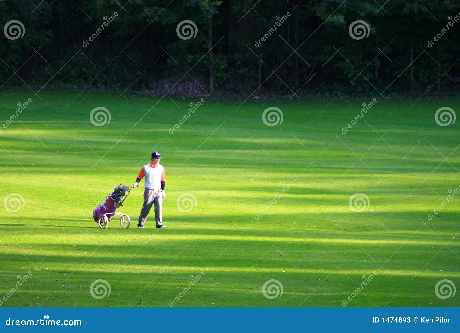 Golpher Walking the Fairway on a Perfect Summer S Day. Stock Image ...