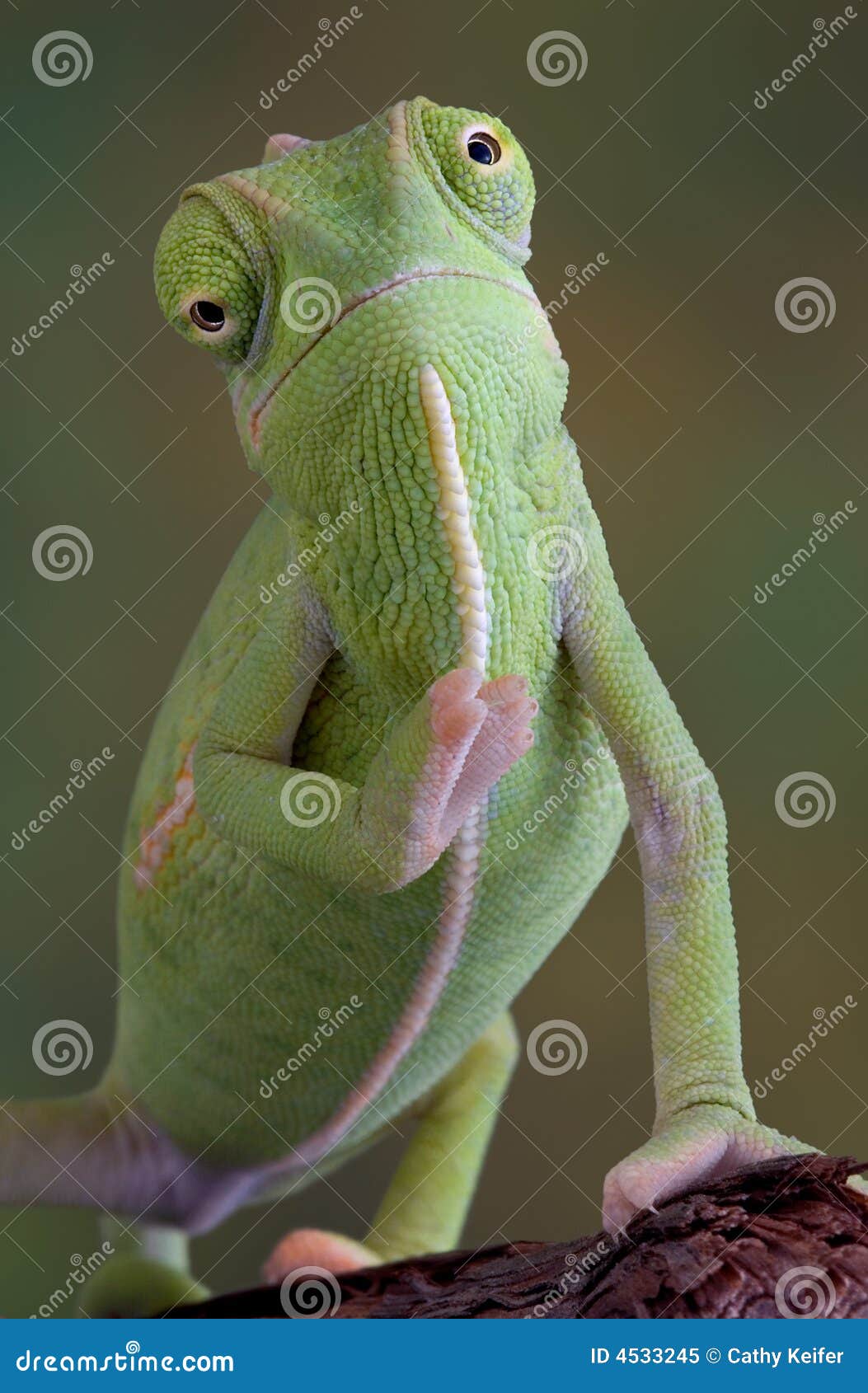 Golvend Kameleon stock afbeelding. Image of huisdier, kleurrijk - 4533245