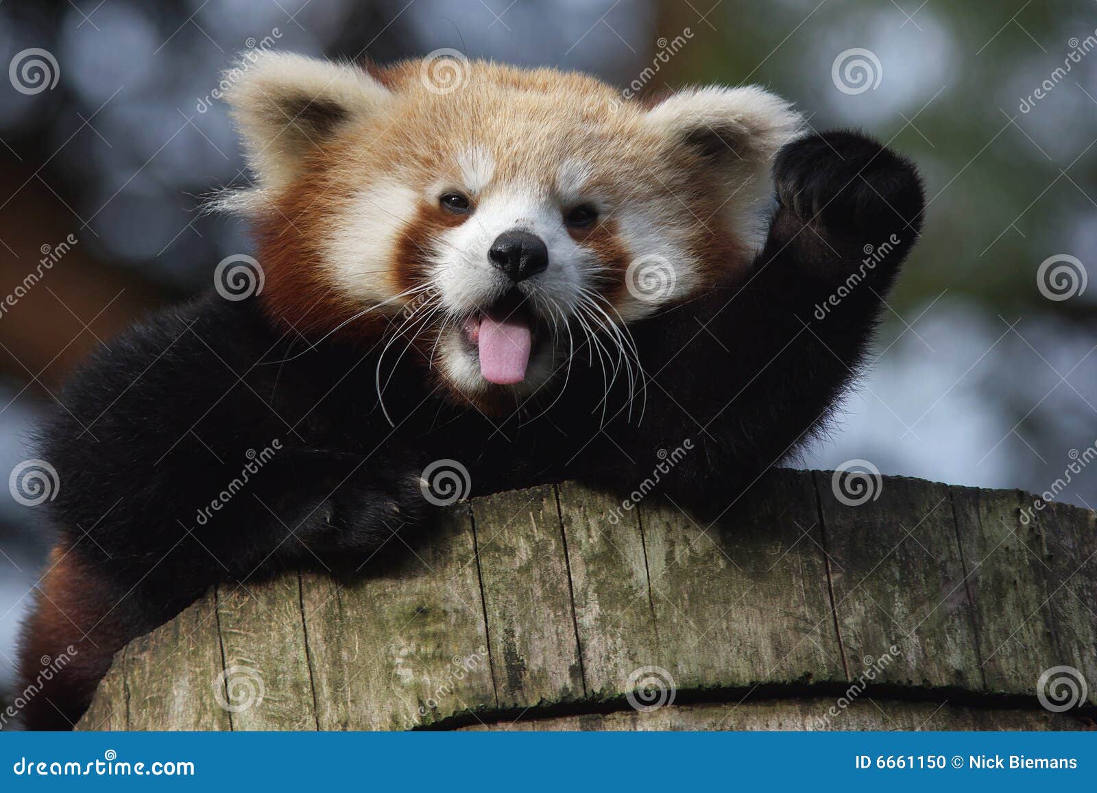 Golvende Rode Panda stock foto. Image of golven, panda - 6661150