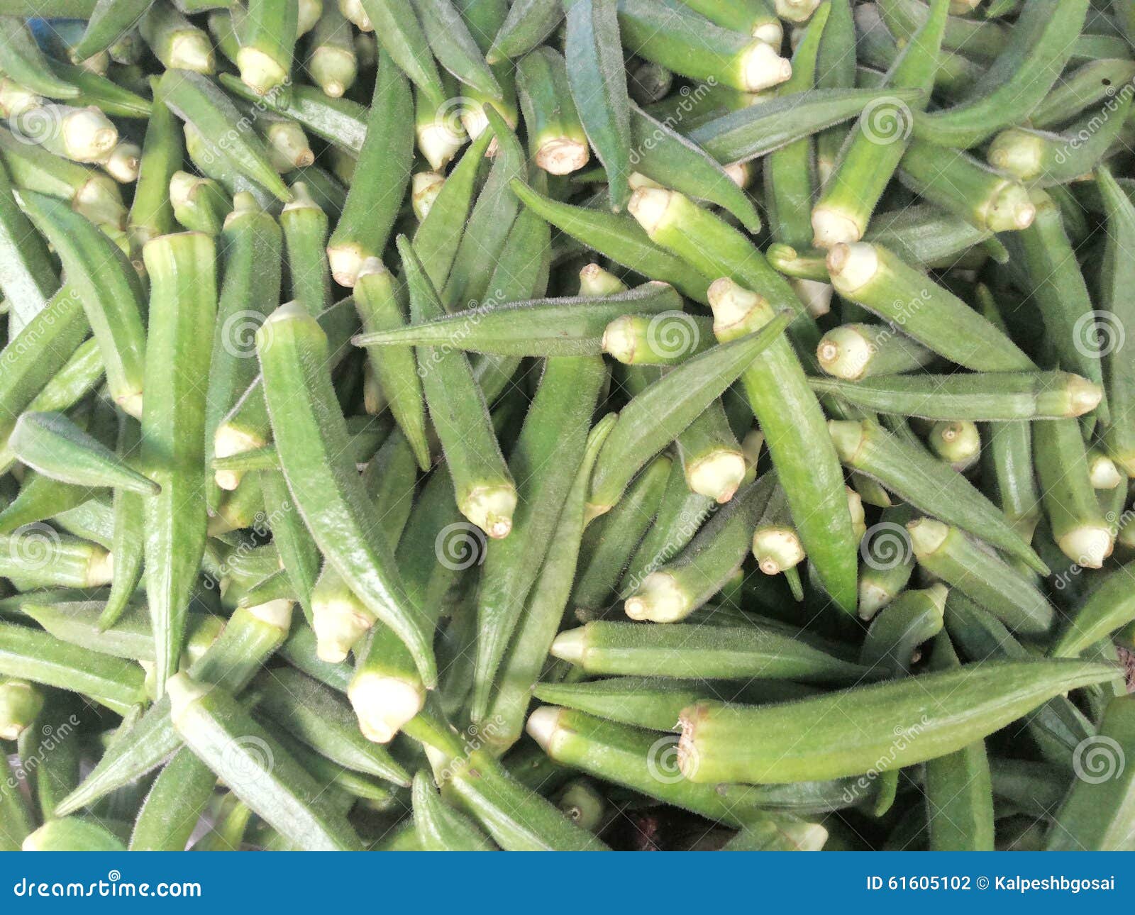 Gombo fotografia stock. Immagine di verdura, gombo - 61605102