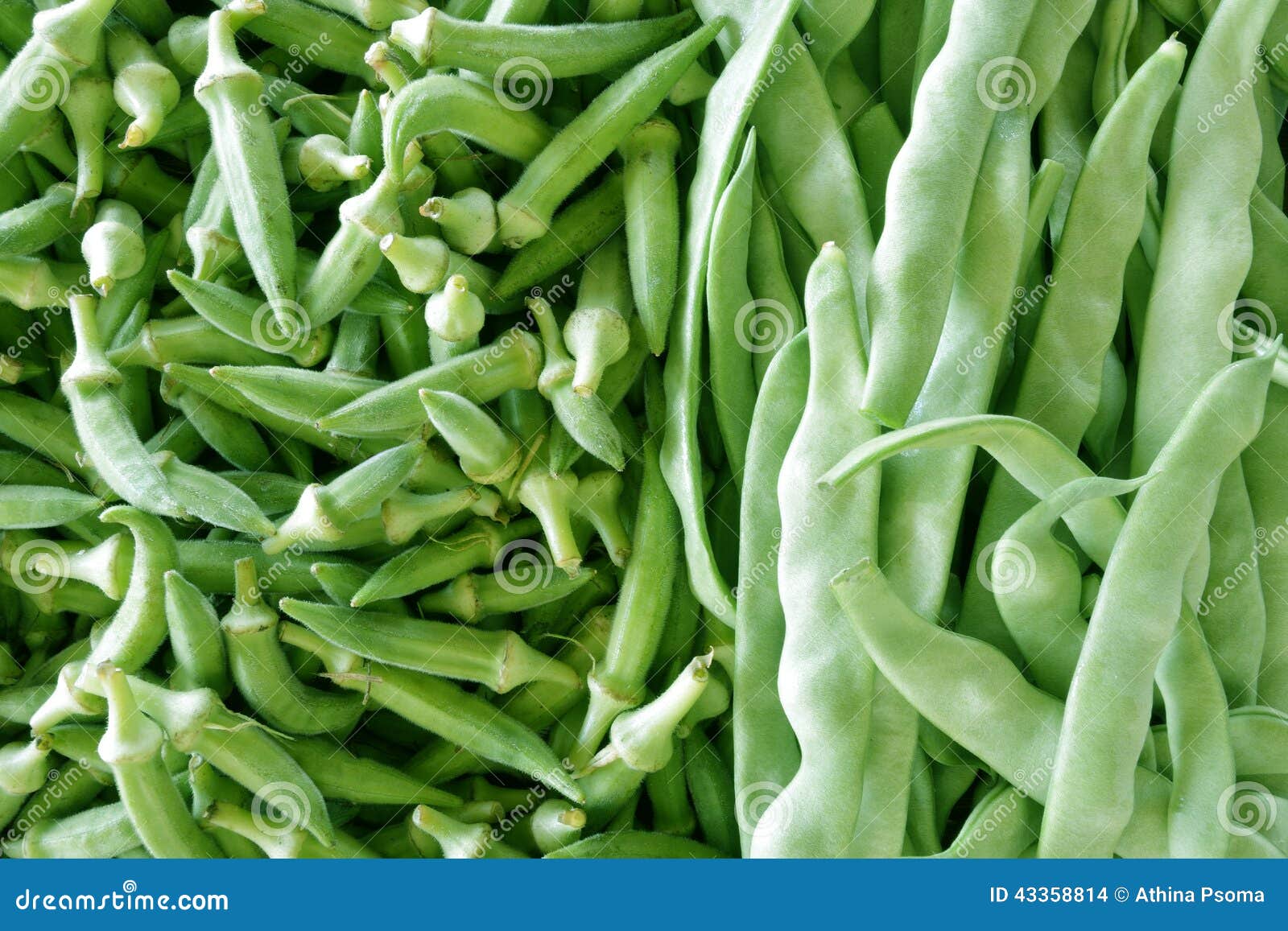 Gombo e fagioli freschi fotografia stock. Immagine di gombo - 43358814
