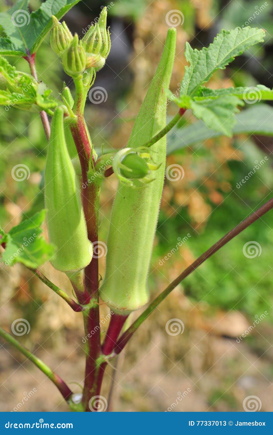 Gombo Ou Plante Et Fruit D'Okro Image stock - Image du agriculture ...