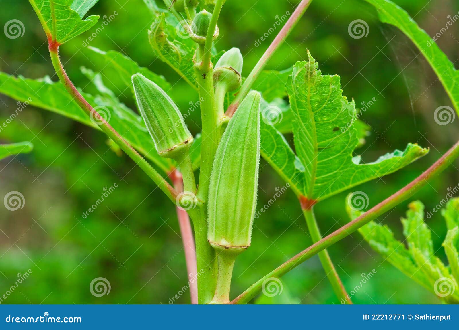 Gombo sur l'arbre image stock. Image du frais, centrale - 22212771