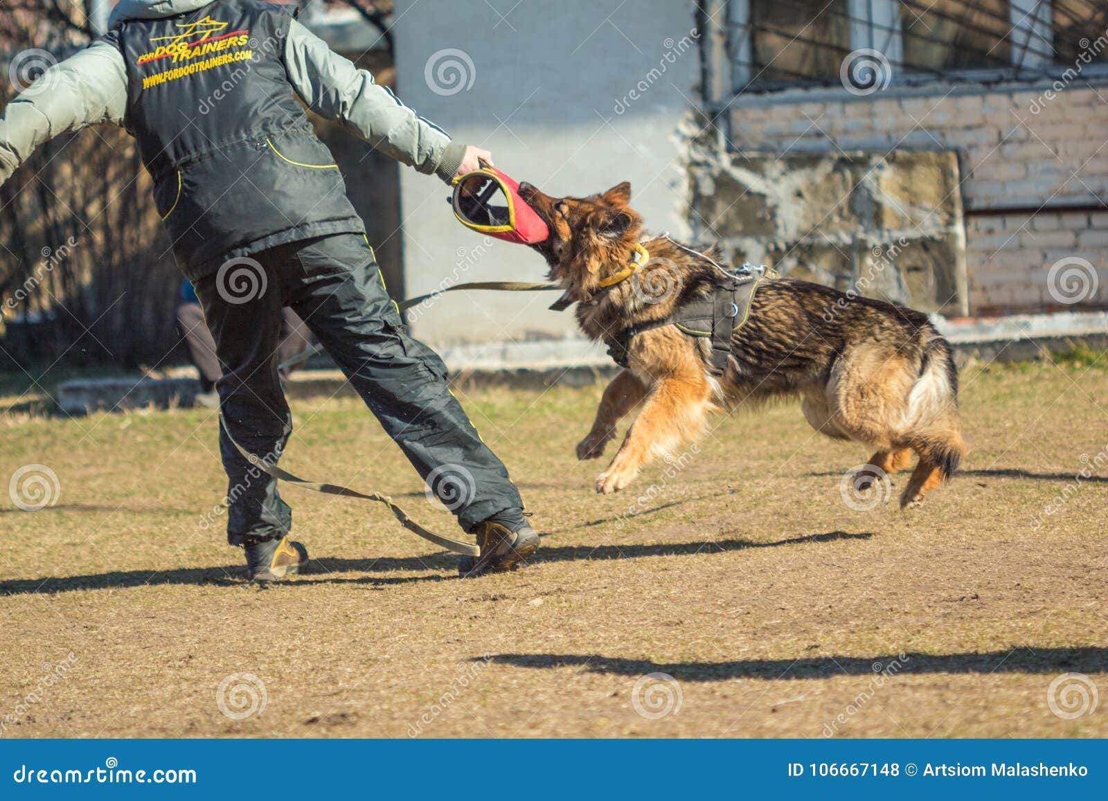 German Shepherd Grabbed His Hand in Training Dog Handler. Gomel ...