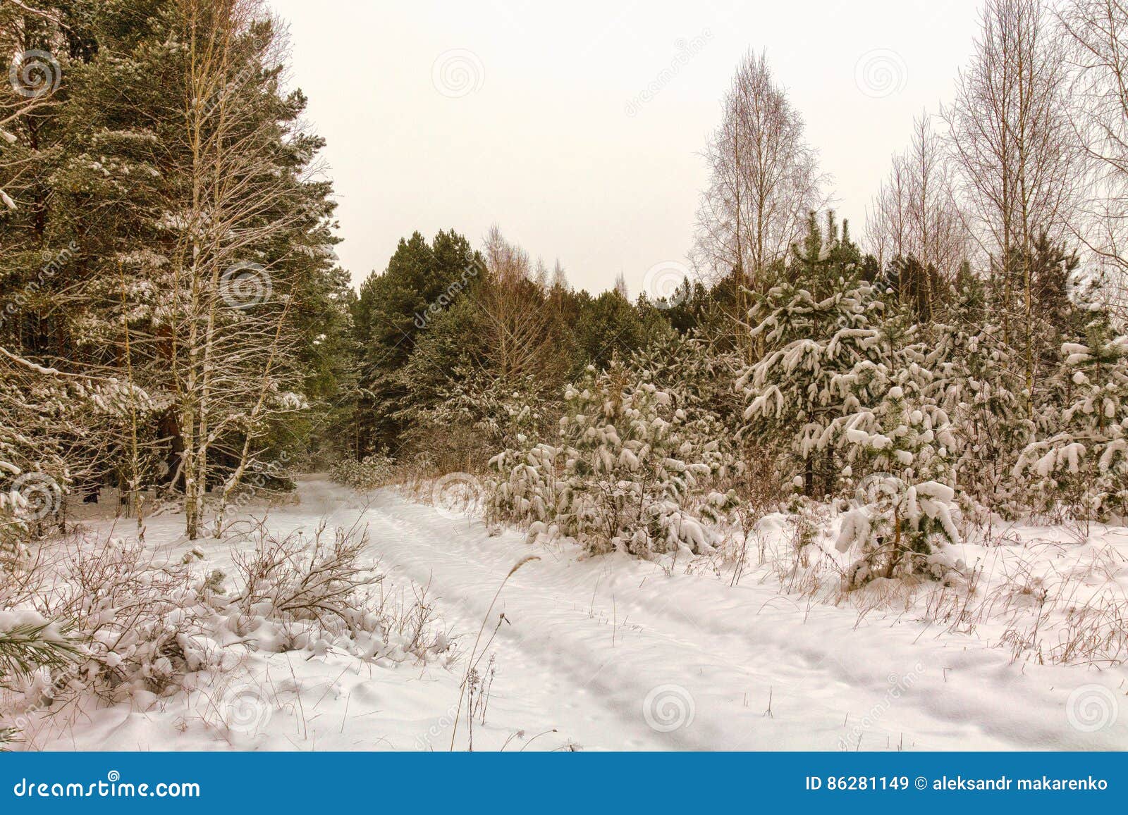 Gomel, Belarus - Snowy Winter in the Pine Forest Stock Image - Image of ...