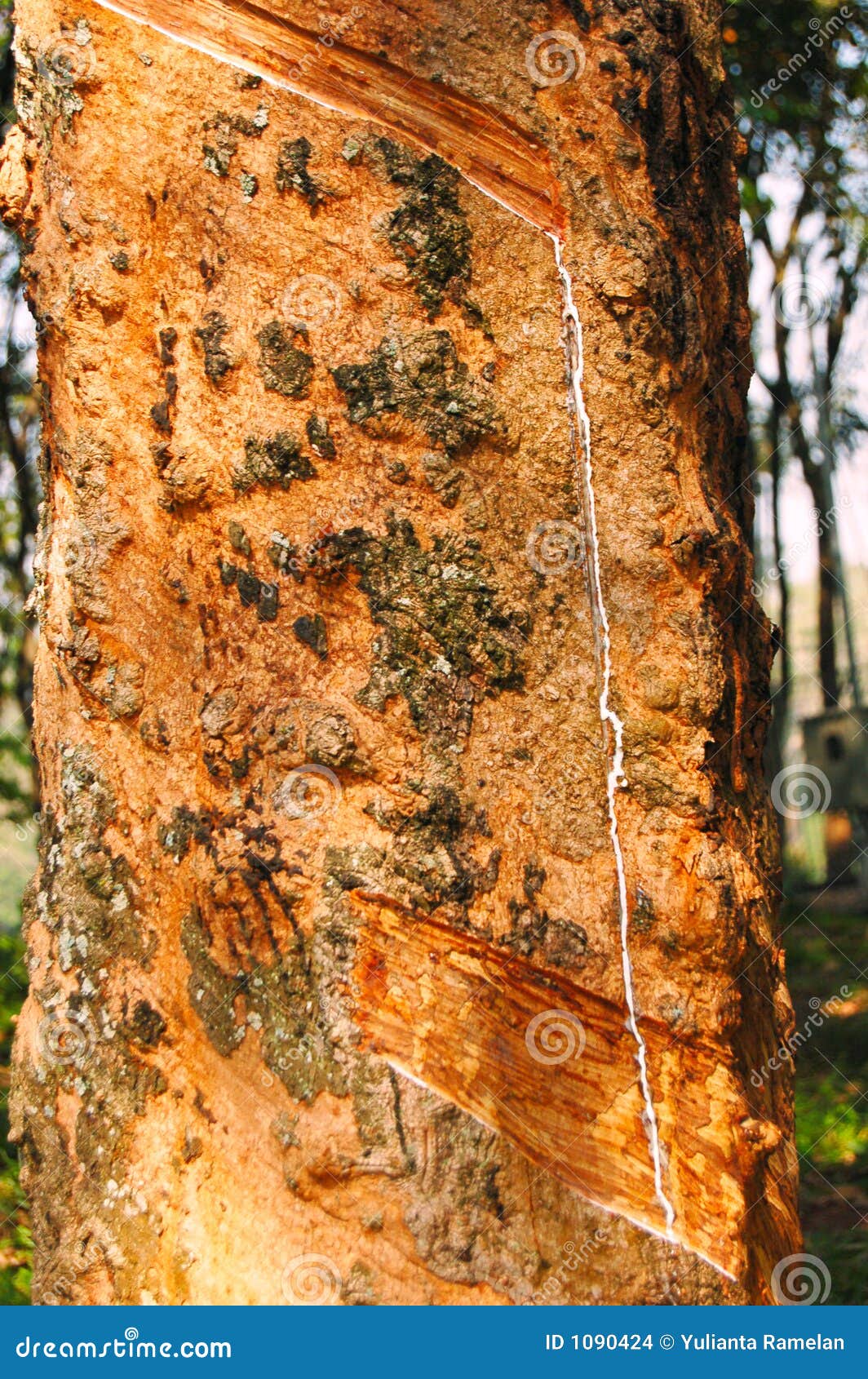 Gomma dell'albero di gomma fotografia stock. Immagine di resina - 1090424