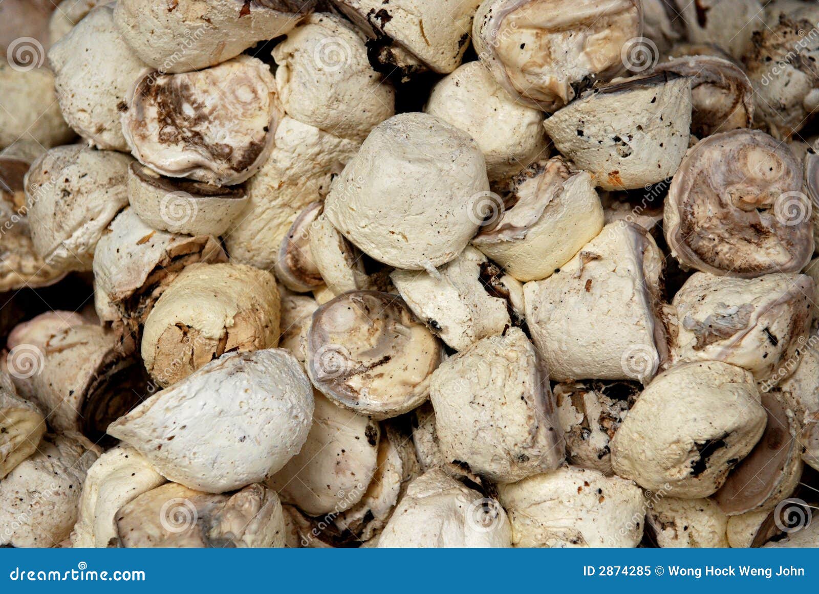 Gomma grezza nel giardino immagine stock. Immagine di grezzo - 2874285