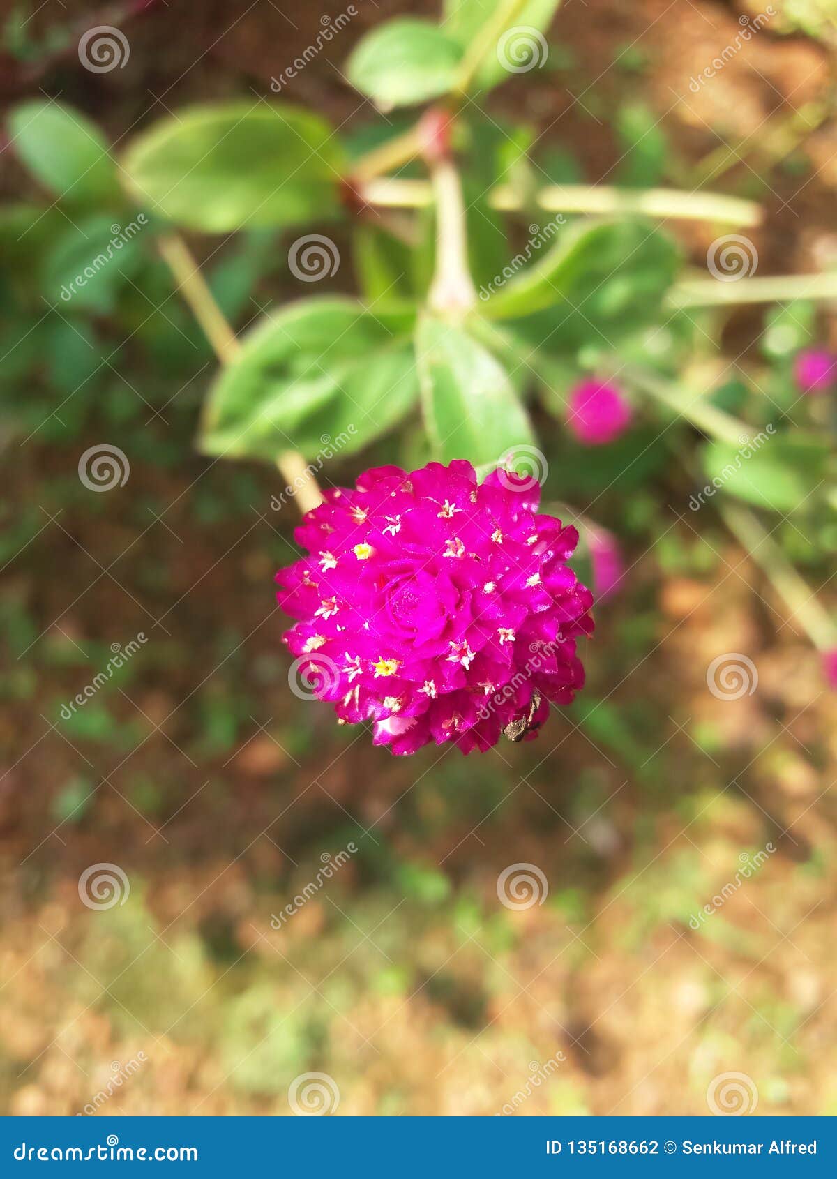 Gomphrena globosa Flower stock photo. Image of amaranth - 135168662
