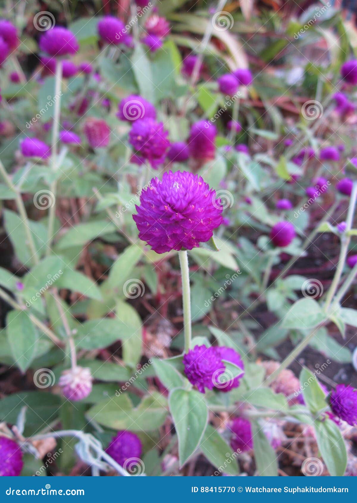 Gomphrena Globosa or Pearly Everlasting Flower. Stock Photo - Image of ...