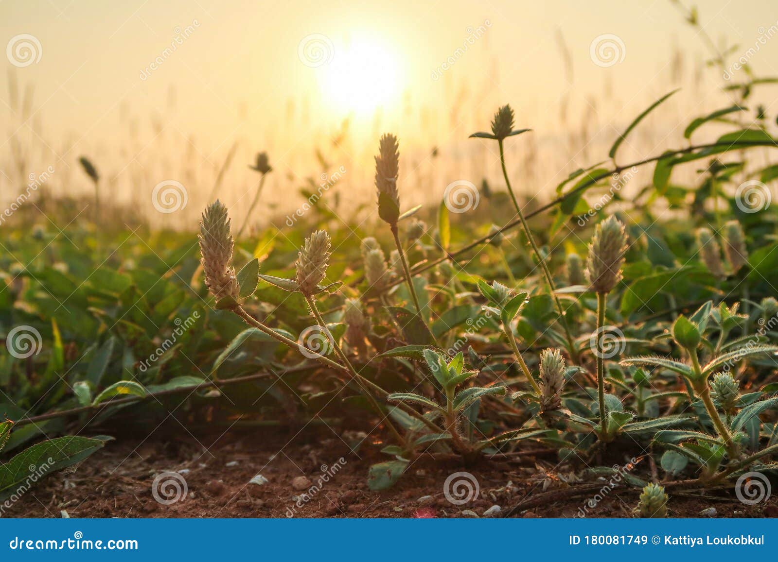 Gomphrena Weed Flower or Wild Globe Everlasting Field Stock Image ...