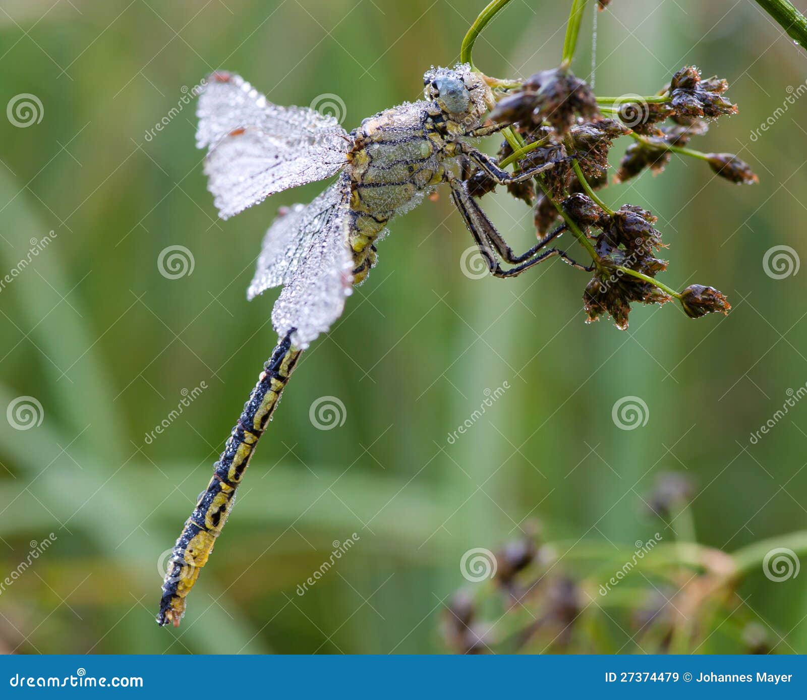 Gomphus pulchellus stock image. Image of wildlife, western - 27374479