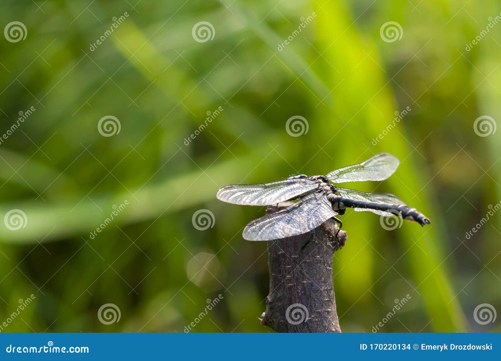 Common Clubtail, Dragonfly Gomphus Vulgatissimus . Stock Photo - Image ...