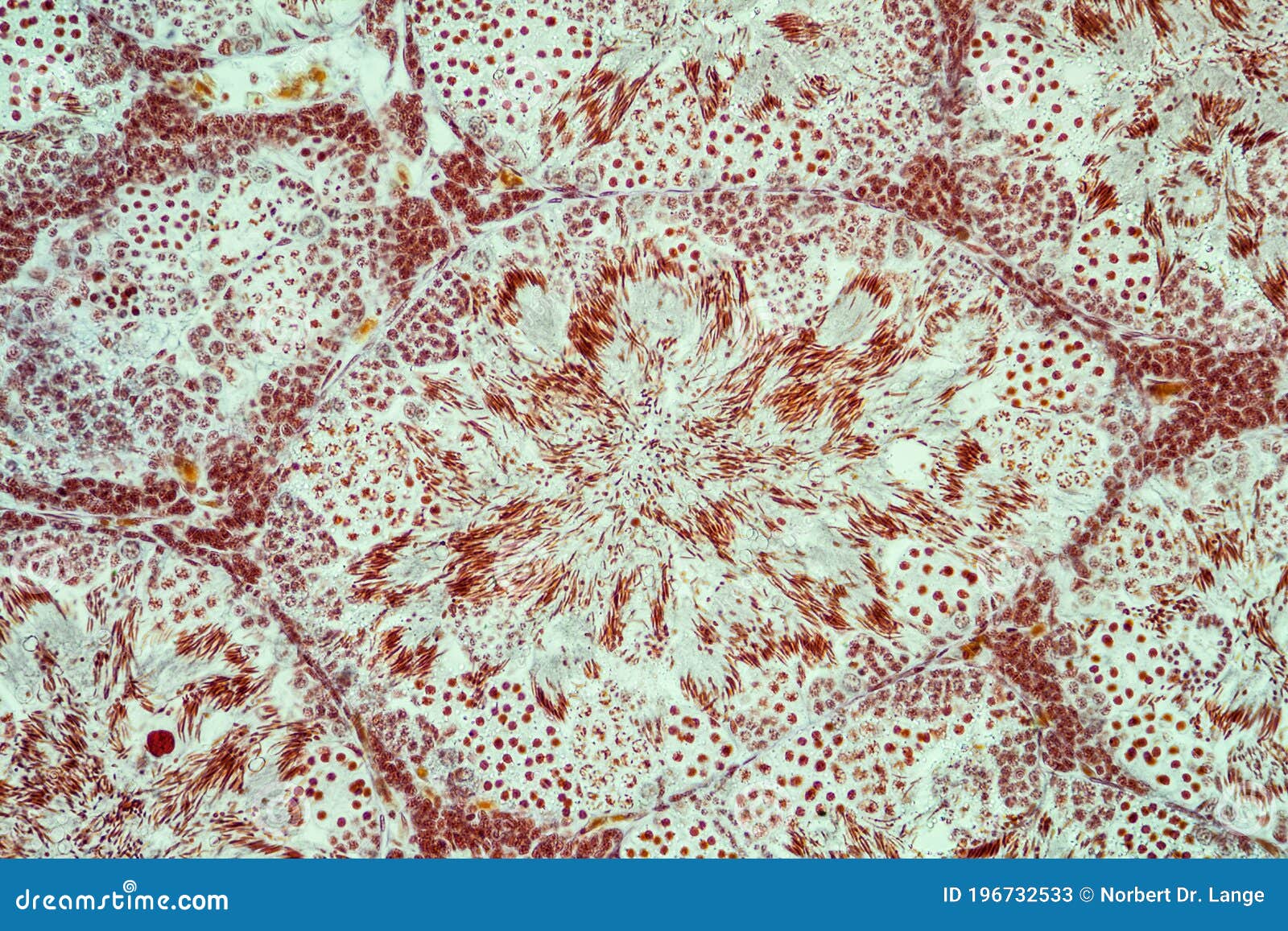 Rat Testicles With Sperm Tissue In Cross Section Royalty-Free Stock ...