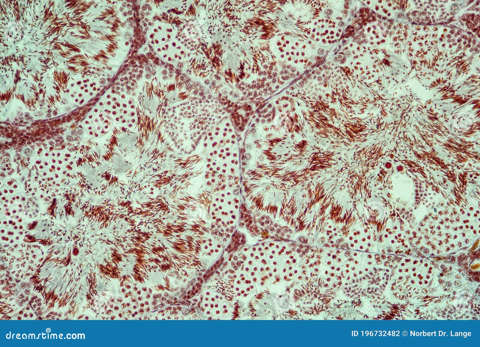 With sperm Tissue stock photo. Image of tissue, semen - 196732482