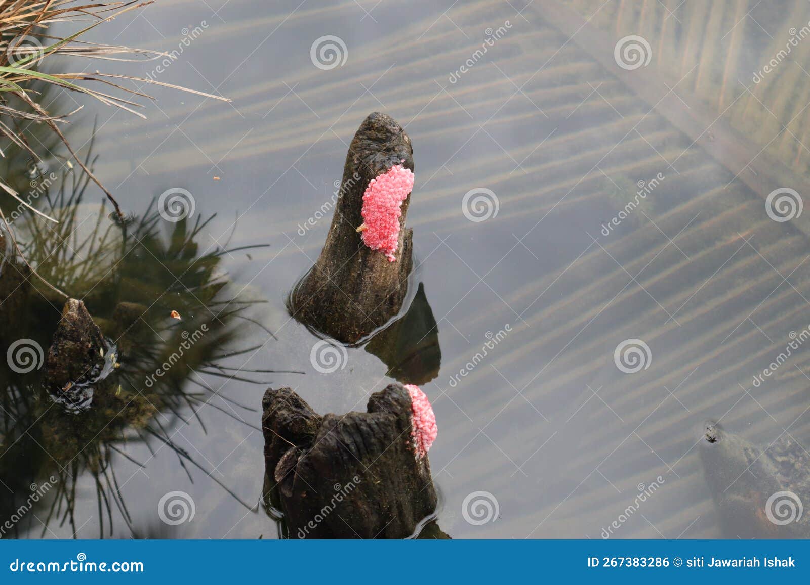 Gondang Snail Eggs Destroy Rice Plants in Paddy Fields in Malaysia ...