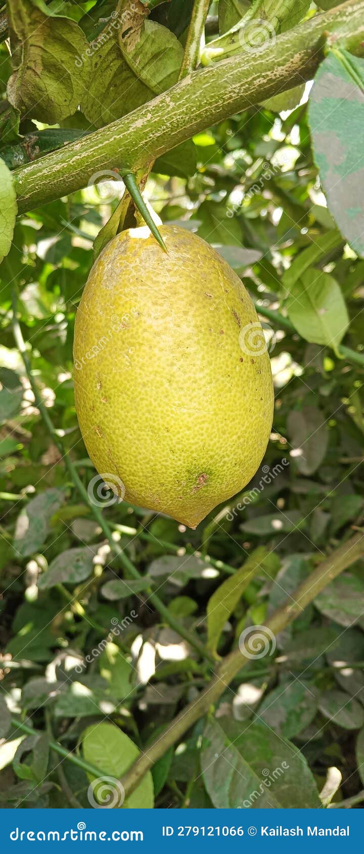 Gondharaj Indian lemon stock photo. Image of lemon, indian - 279121066