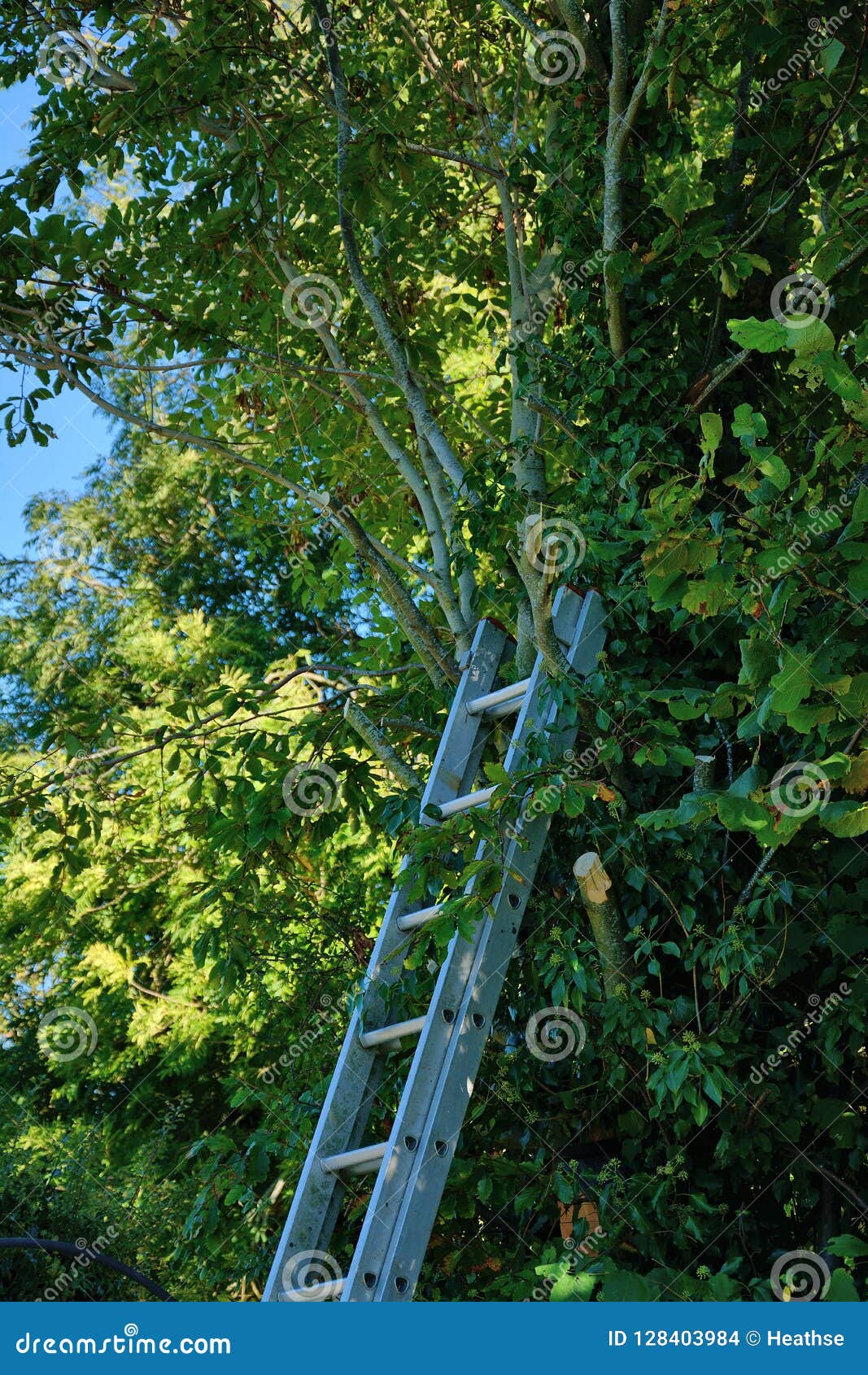 Empty Ladder In Warehouse, Logistics In The Factory Storage Stock ...