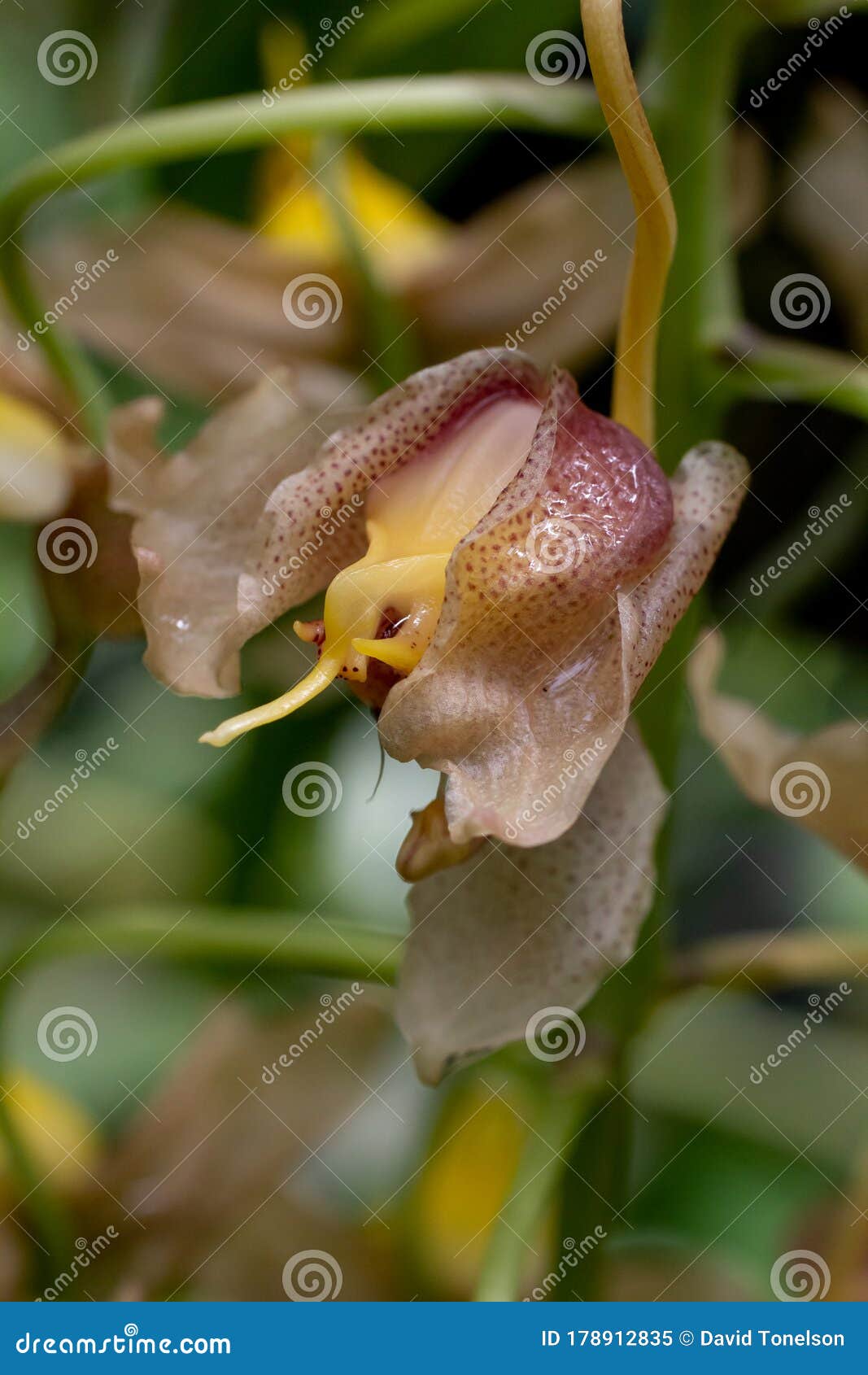 Gongora orchid stock image. Image of flower, orchidaceae - 178912835