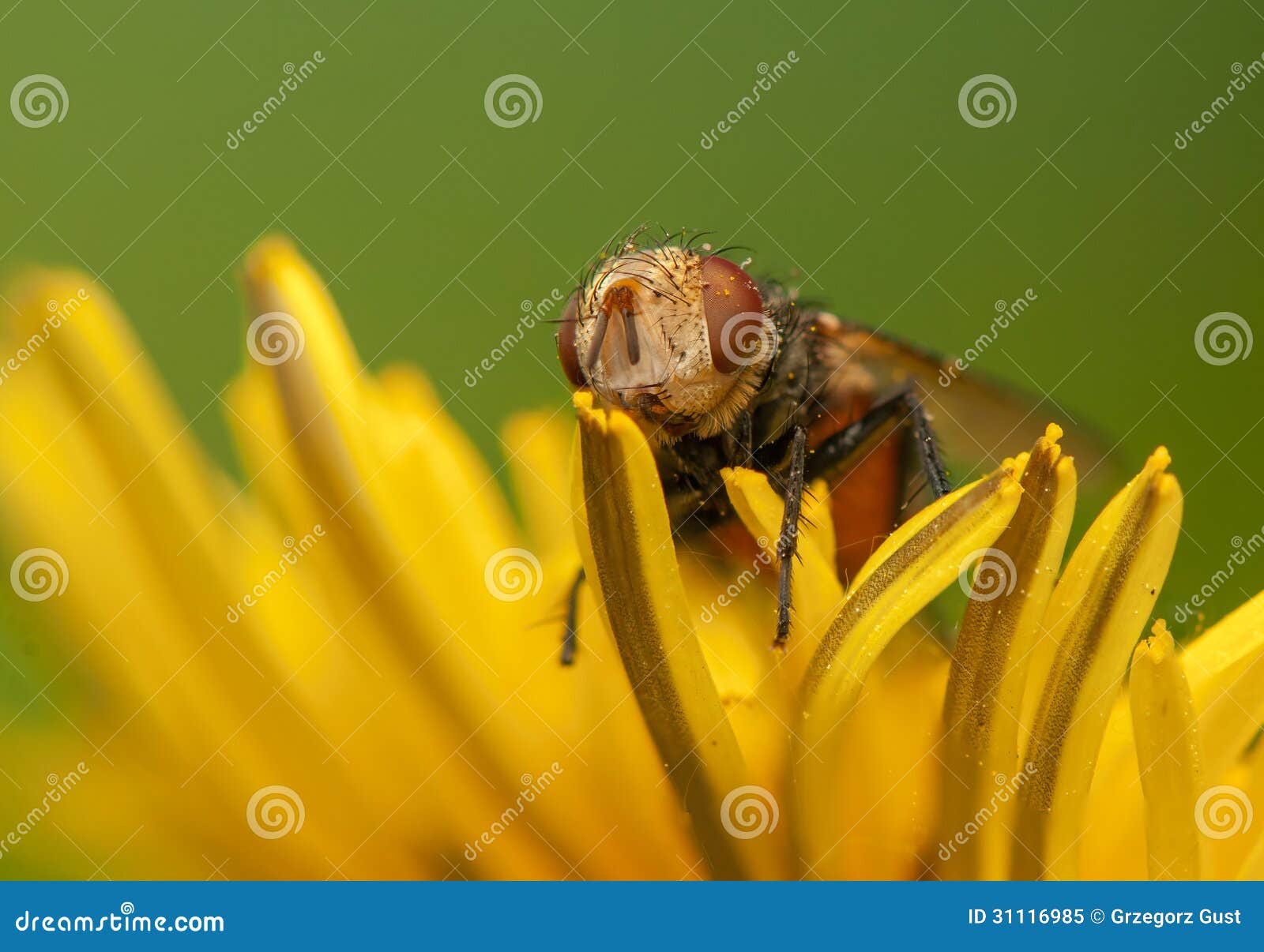 Gonia stock image. Image of detail, macro, wing, insect - 31116985