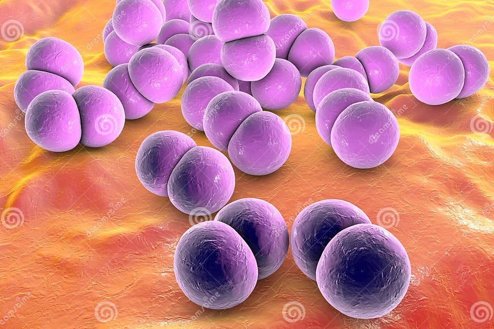 Gonococcus Ou Meningococcus Das Bactérias Ilustração Stock - Ilustração ...