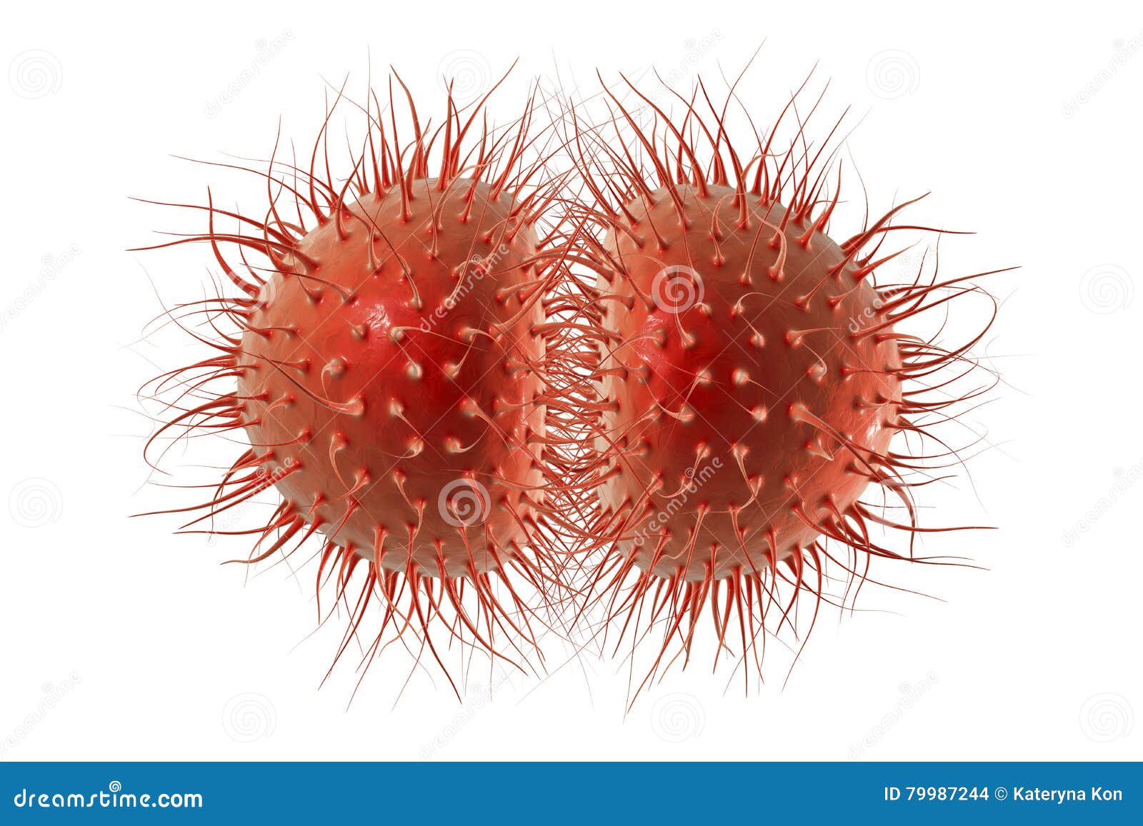 Gonocoque Ou Meningococcus De Bactéries Illustration Stock ...