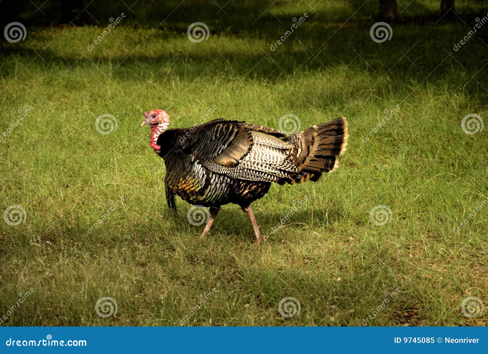 Goobler Profile stock image. Image of head, wildlife, green - 9745085