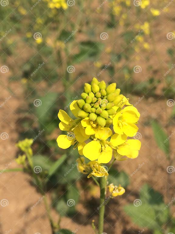 Good stock photo. Image of akash, good, india, flowers - 87811954