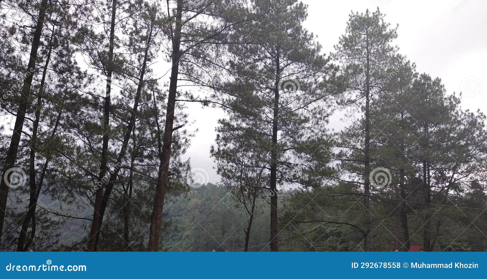 Natural Views of Unspoiled Trees in Mountain Forests Stock Photo ...