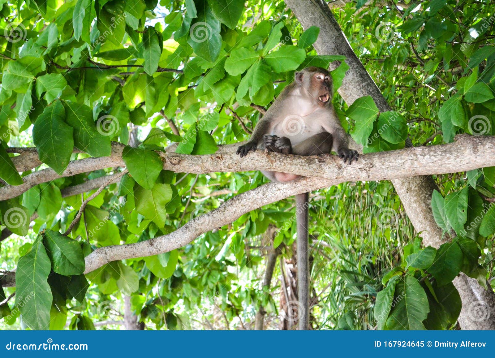 The Screaming Tree Stock Photography | CartoonDealer.com #139479194