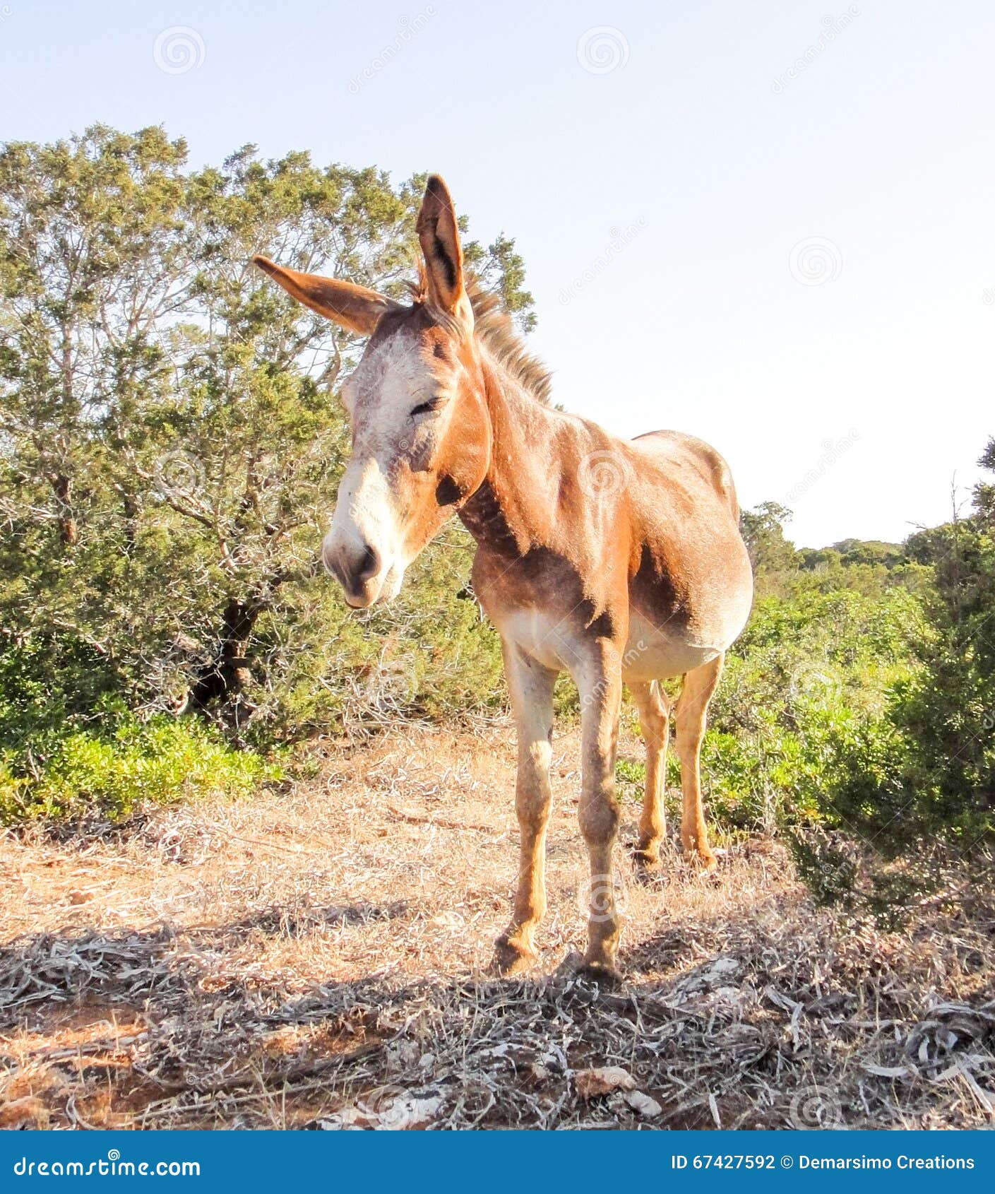 Good brown donkey stock photo. Image of wild, animal - 67427592