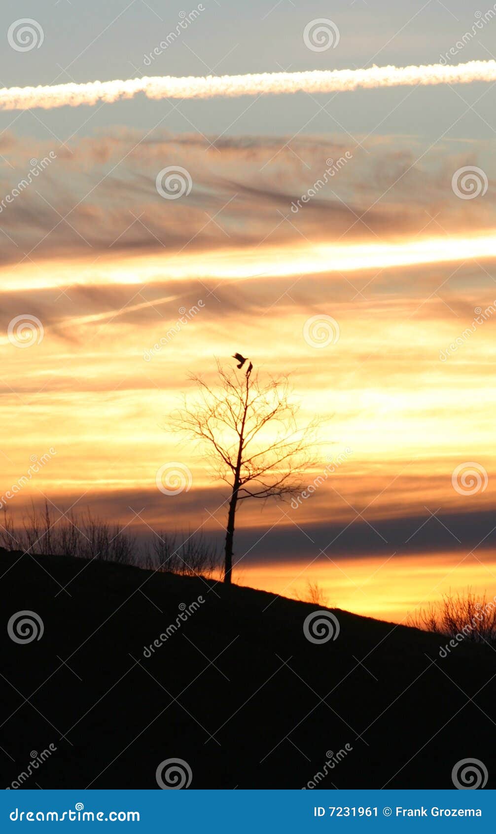 Good bye birds stock image. Image of mourning, morning - 7231961