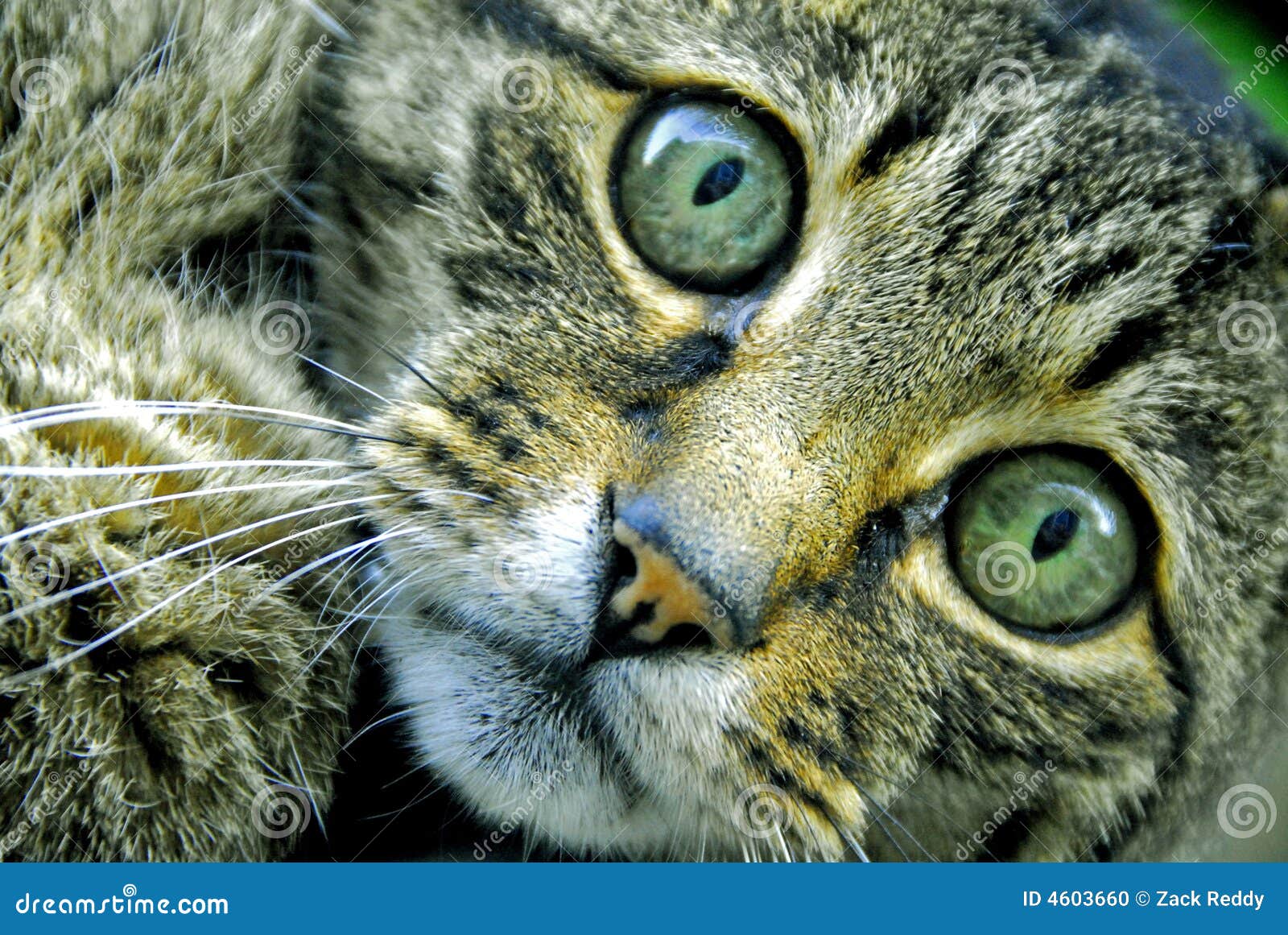 Good bye kitty stock photo. Image of kitty, scared, blue - 4603660