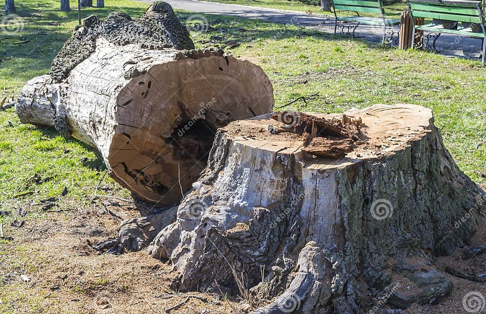 Good bye, old tree stock photo. Image of bark, diameter - 38855574