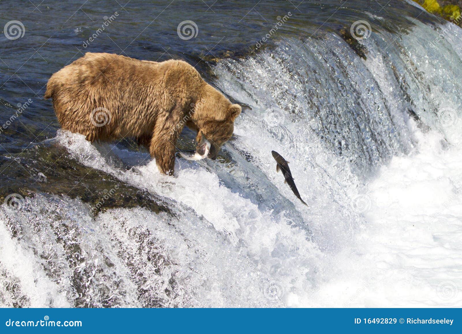 Good Catch stock image. Image of animal, standing, brooks - 16492829