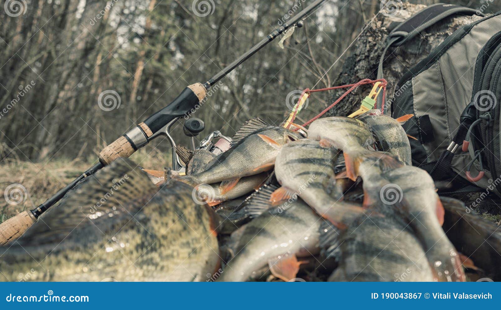 A good catch of fish stock image. Image of hobby, stick - 190043867