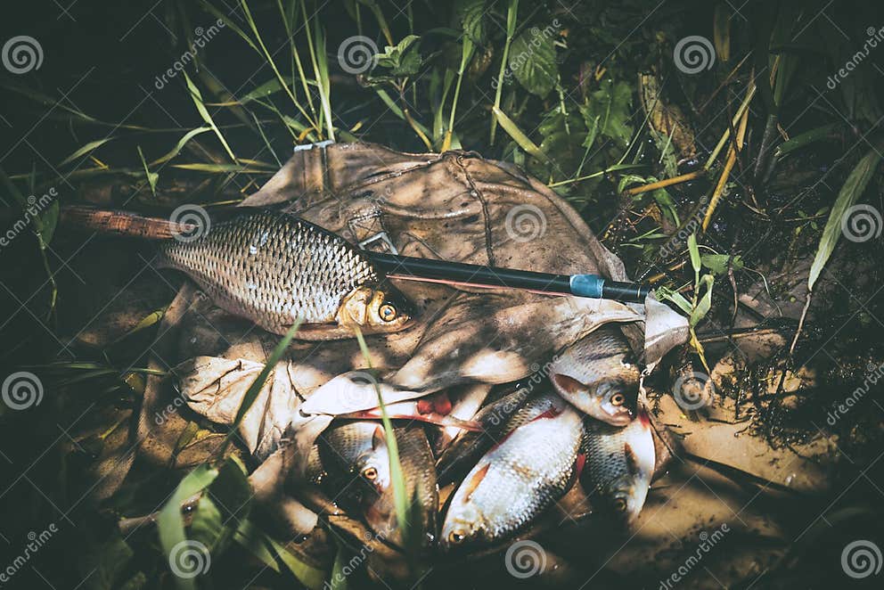 Good Catch of Fish by the Tenkara Method Stock Image - Image of catch ...