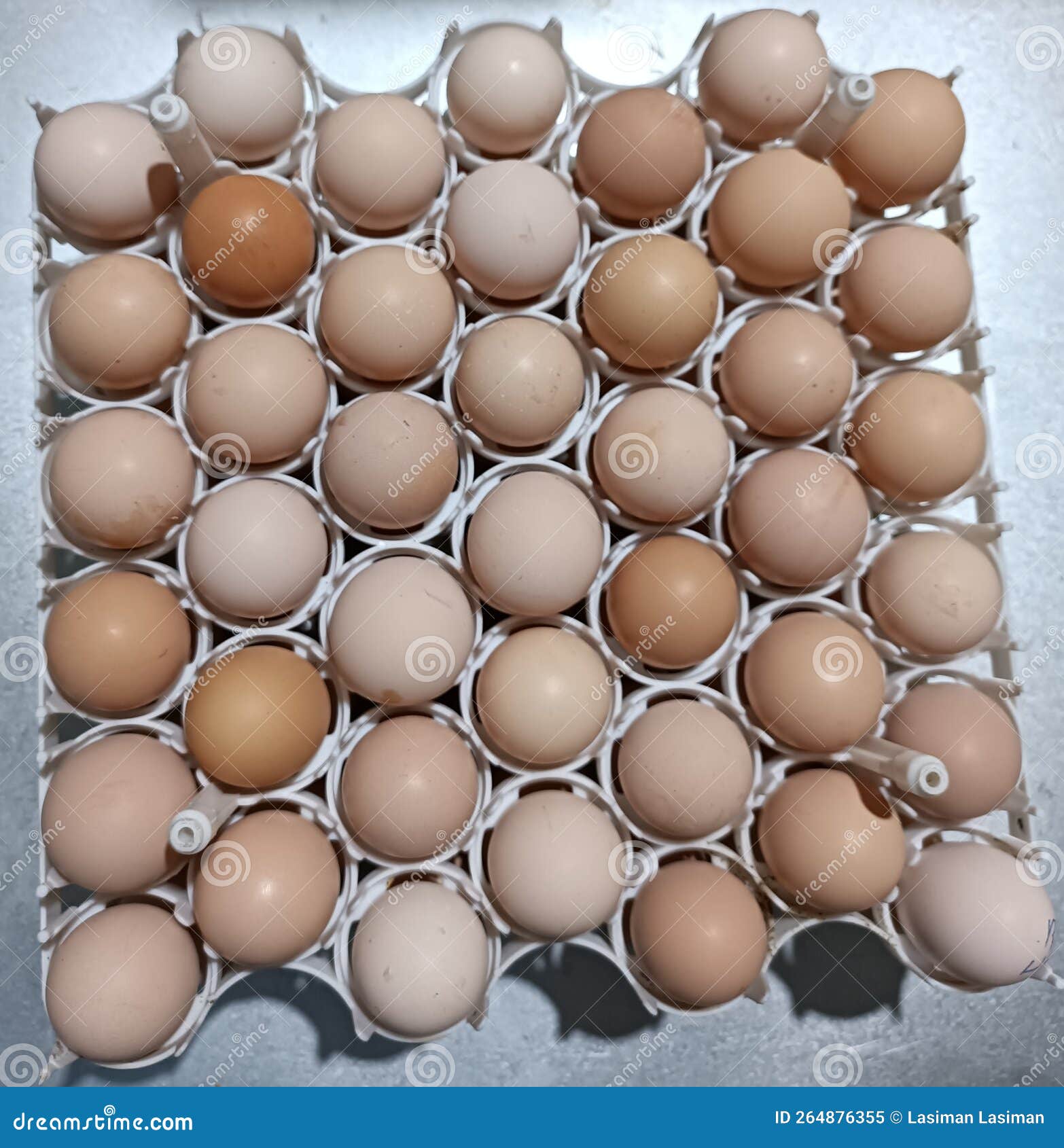 Good chicken hatching eggs stock image. Image of passed - 264876355
