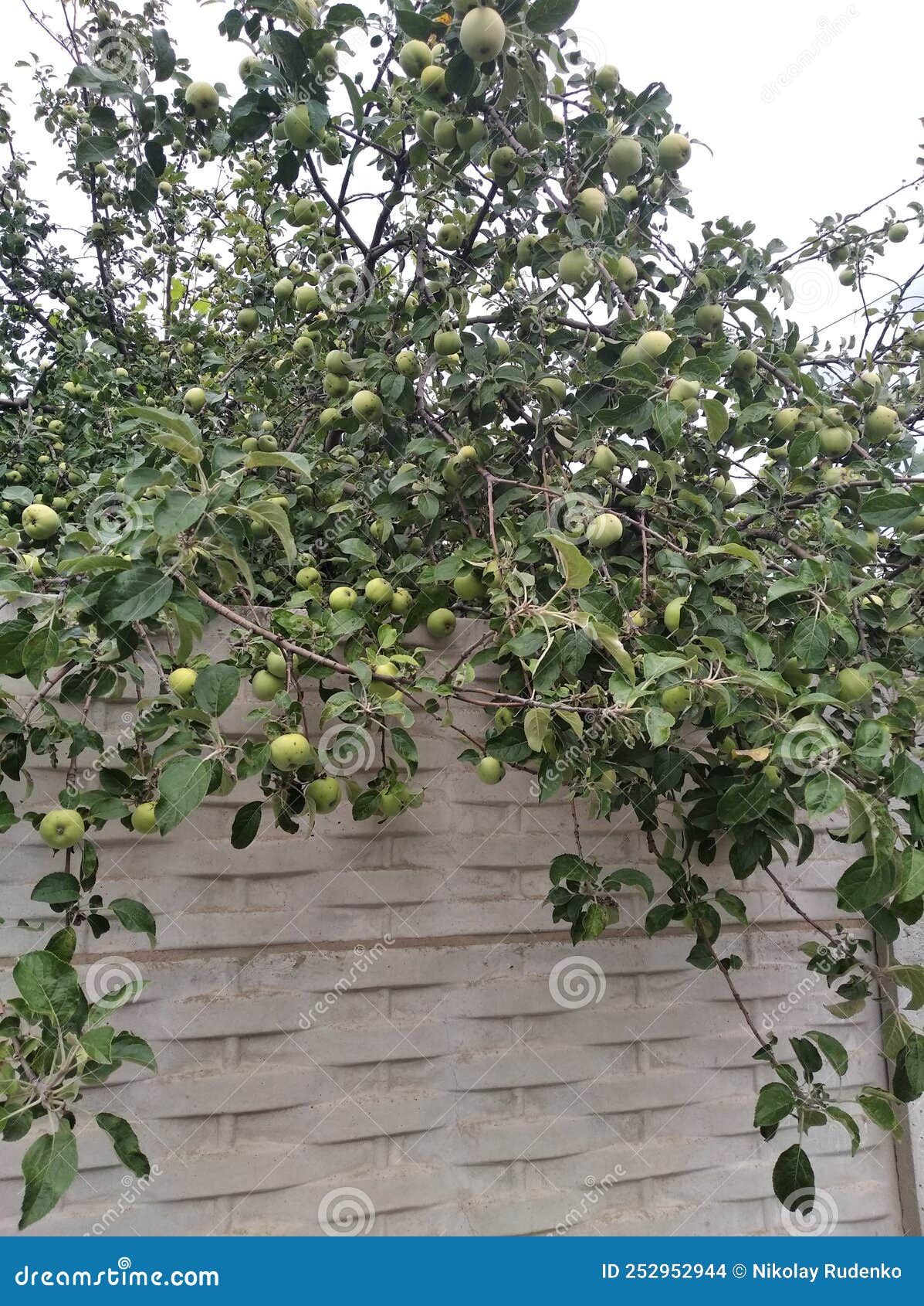 Good Crop of Apples: Apple Tree Beyond the Fence Stock Photo - Image of ...
