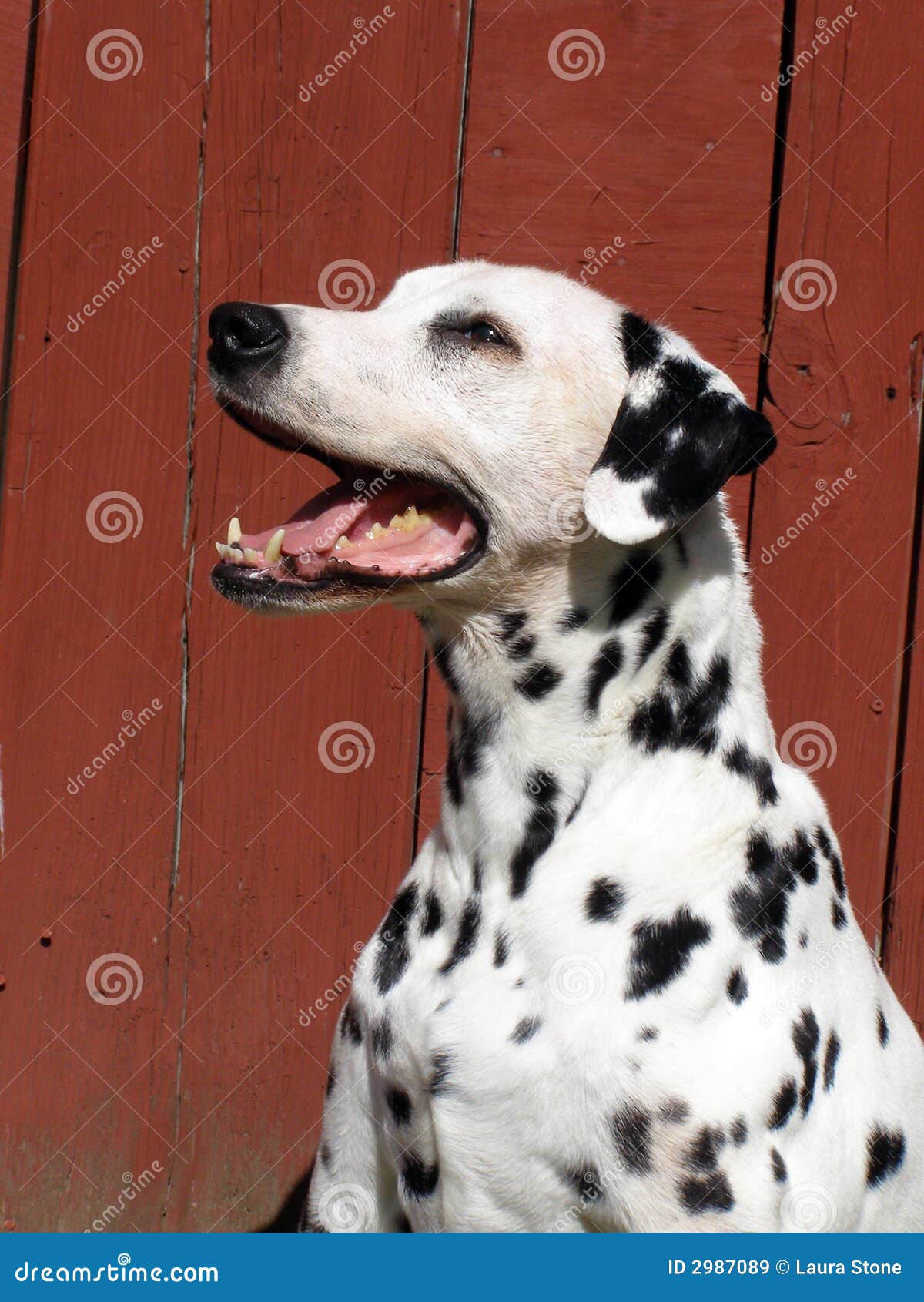 Good Dog stock image. Image of mouth, animal, happy, smiling - 2987089