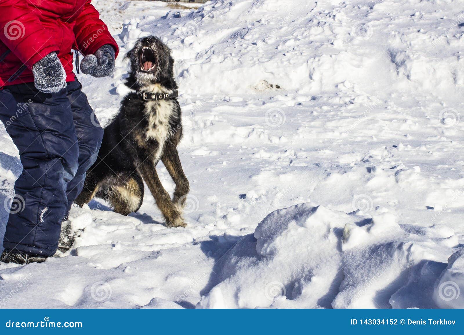 Good Dog in the Snow Close-up Stock Photo - Image of brown, husky ...