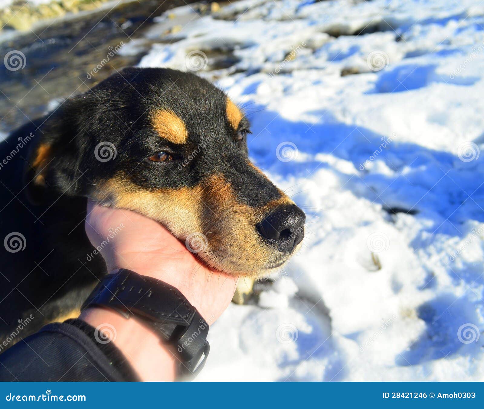 Good doggy stock photo. Image of look, canine, animal - 28421246