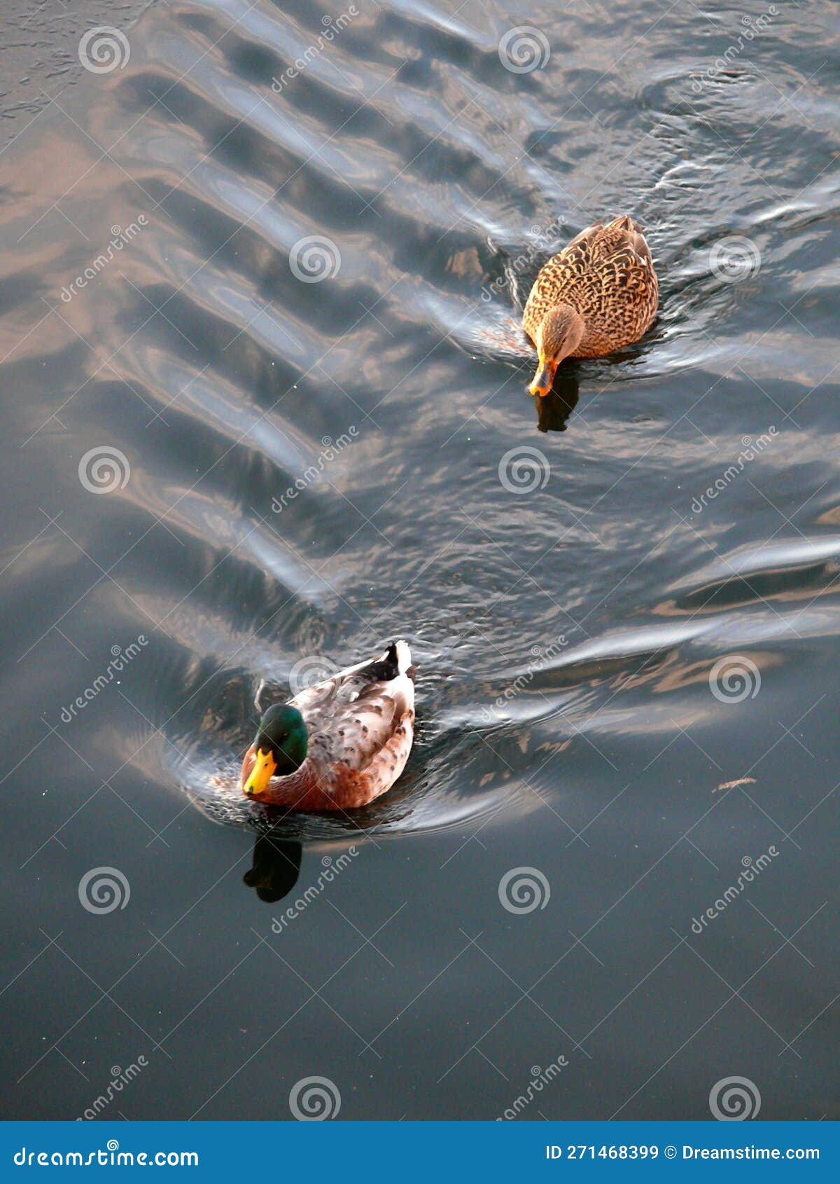 Good duck in the village stock image. Image of village - 271468399