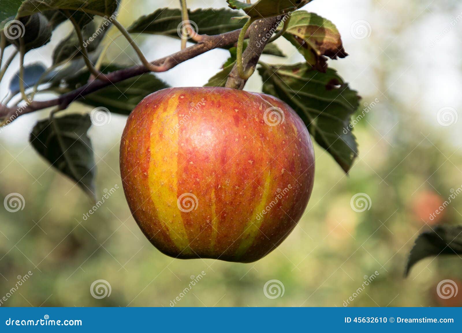 Good enough to eat stock photo. Image of ripe, natural - 45632610